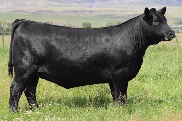 Donors | Triple B Angus