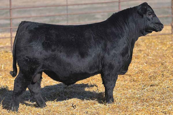 Sires | Triple B Angus