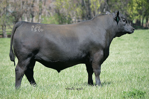 Sires | Triple B Angus