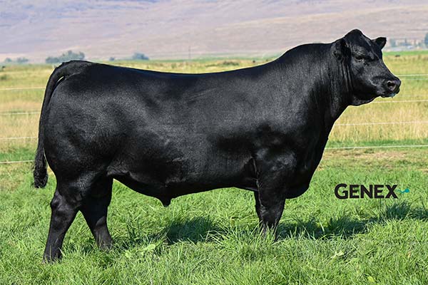 Sires | Triple B Angus
